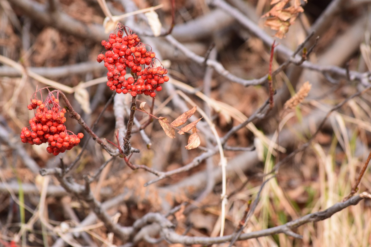 Wilde Pflanzen Rot Beeren - Kostenloses Foto auf Pixabay - Pixabay