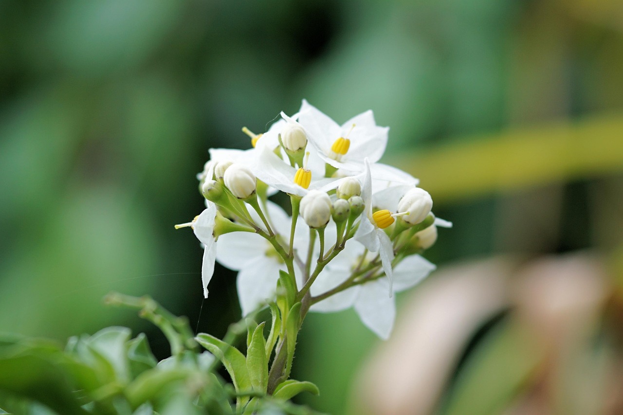 Jasmine-Flowered Nightshade Flower - Free photo on Pixabay - Pixabay