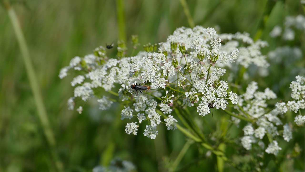 Meadow Chervil White - Free photo on Pixabay - Pixabay