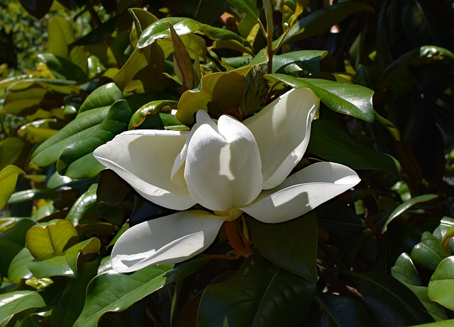 Dinner-Plate Magnolia Flower - Free photo on Pixabay - Pixabay