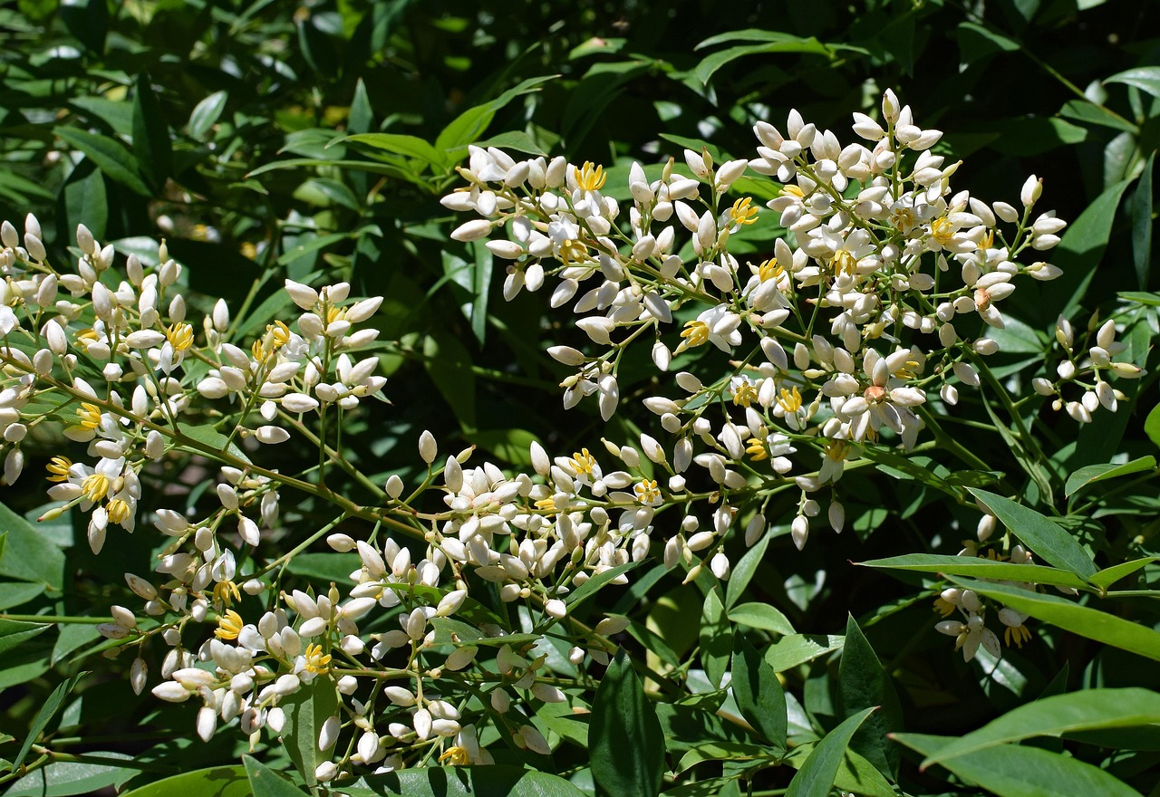 Nandina Bunga Pembukaan Bambu - Foto gratis di Pixabay - Pixabay