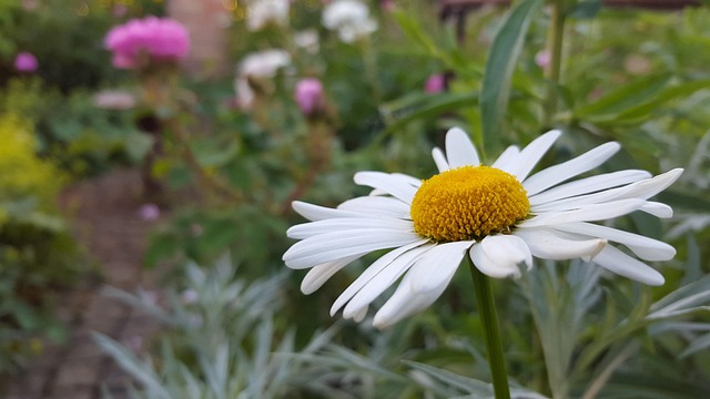 Marguerite Shrub Flower - Free photo on Pixabay - Pixabay