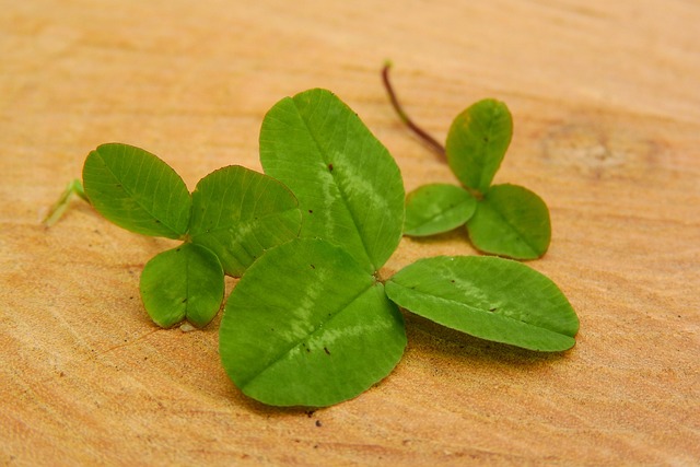 2,000+ Free Clover & Nature Photos - Pixabay