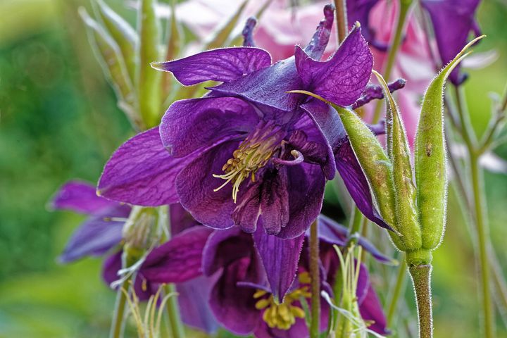 Plus de 400 images de Ancolie et de Fleur - Pixabay