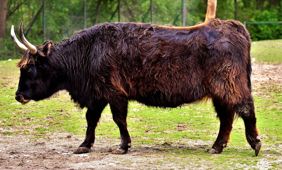 Auroque Animal Chifres - Foto gratuita no Pixabay