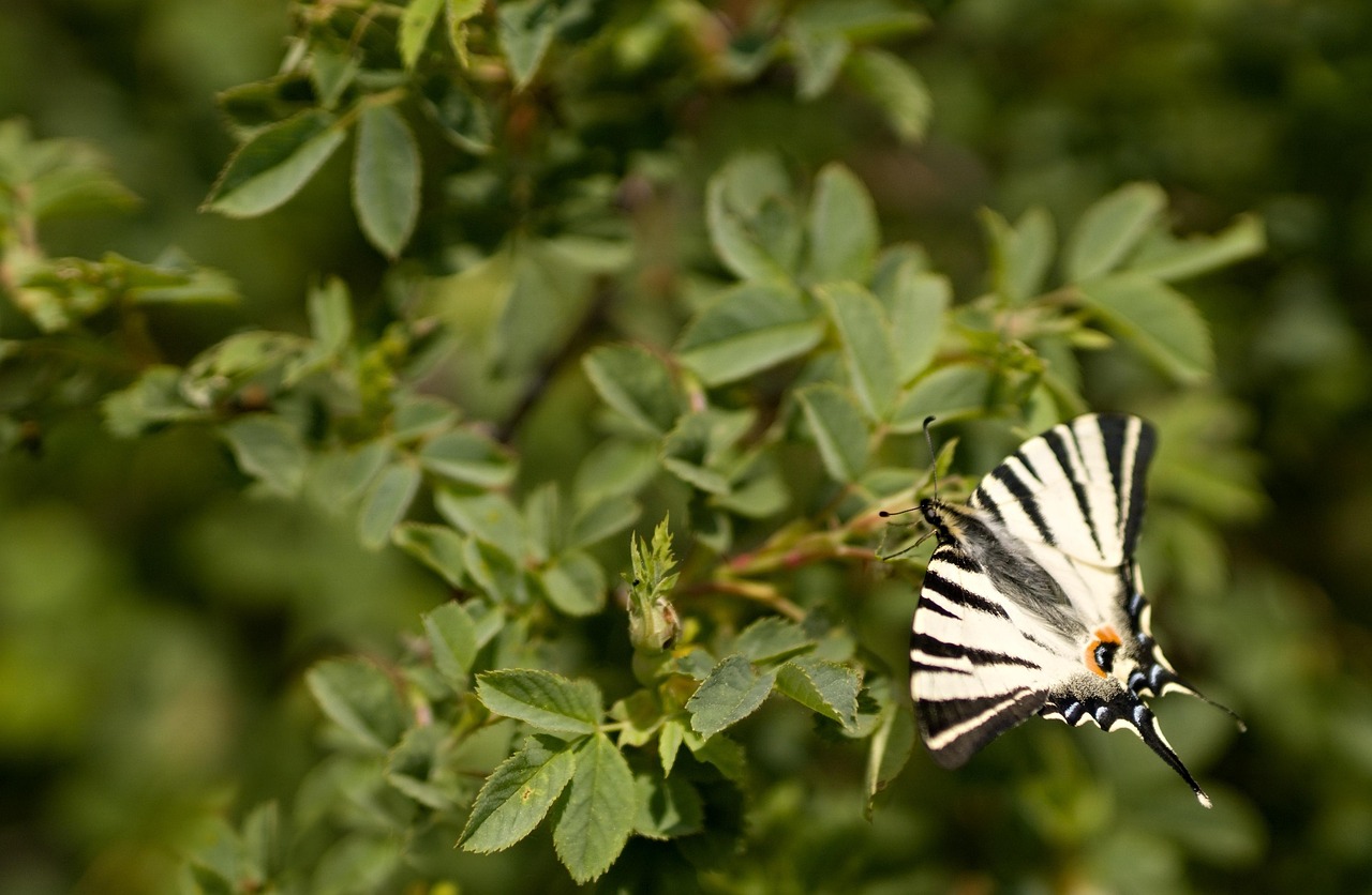 Mariposa Naturaleza Verde Cola De - Foto gratis en Pixabay - Pixabay