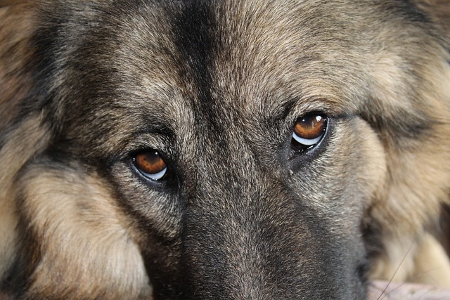 Ojos De Perro Cabeza - Foto gratis en Pixabay - Pixabay