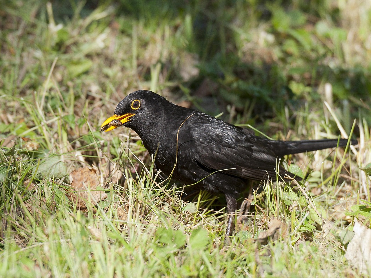 Blackbird Insects - Free photo on Pixabay - Pixabay