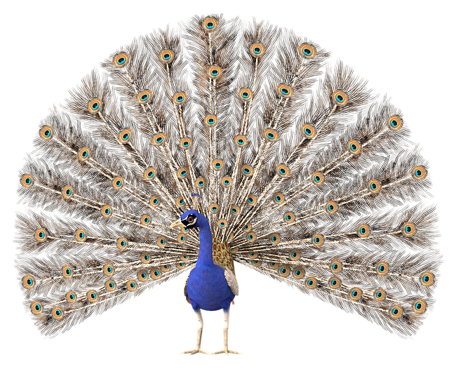 Explore 660 Free Peacock Illustrations Download Now Pixabay