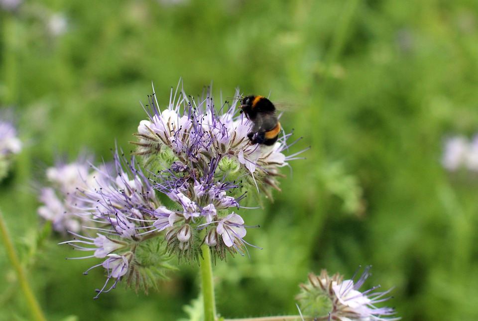 Blossom Bloom Bumblebee - Free photo on Pixabay - Pixabay