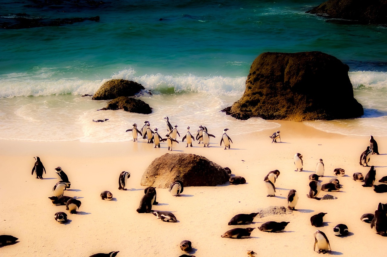 África Do Sul Pinguins Animais - Foto gratuita no Pixabay - Pixabay