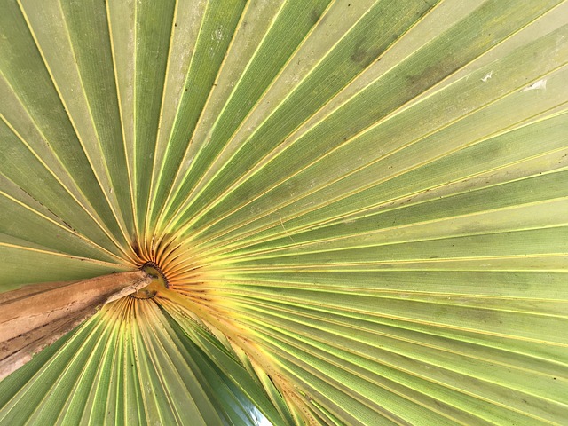 Hoja De Palma Verde Tropical - Foto gratis en Pixabay - Pixabay