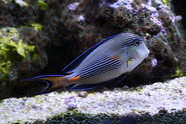 Les Poissons De La Mer Des - Photo gratuite sur Pixabay - Pixabay