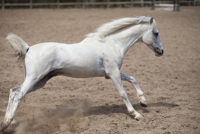 Caballo Animal Retrato - Foto gratis en Pixabay - Pixabay