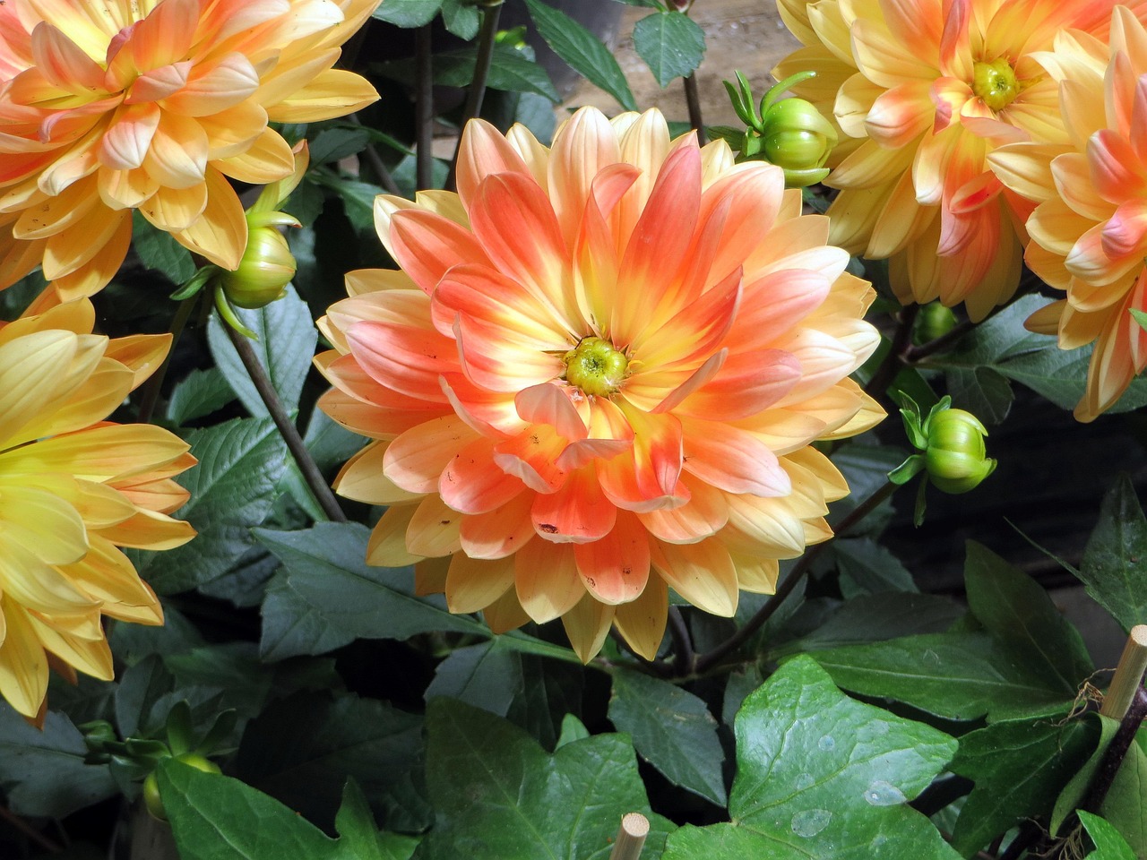 Dahlias Flowers Orange - Free photo on Pixabay - Pixabay