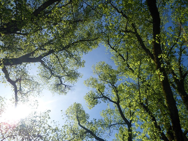 Leaves Sun Tree - Free photo on Pixabay - Pixabay