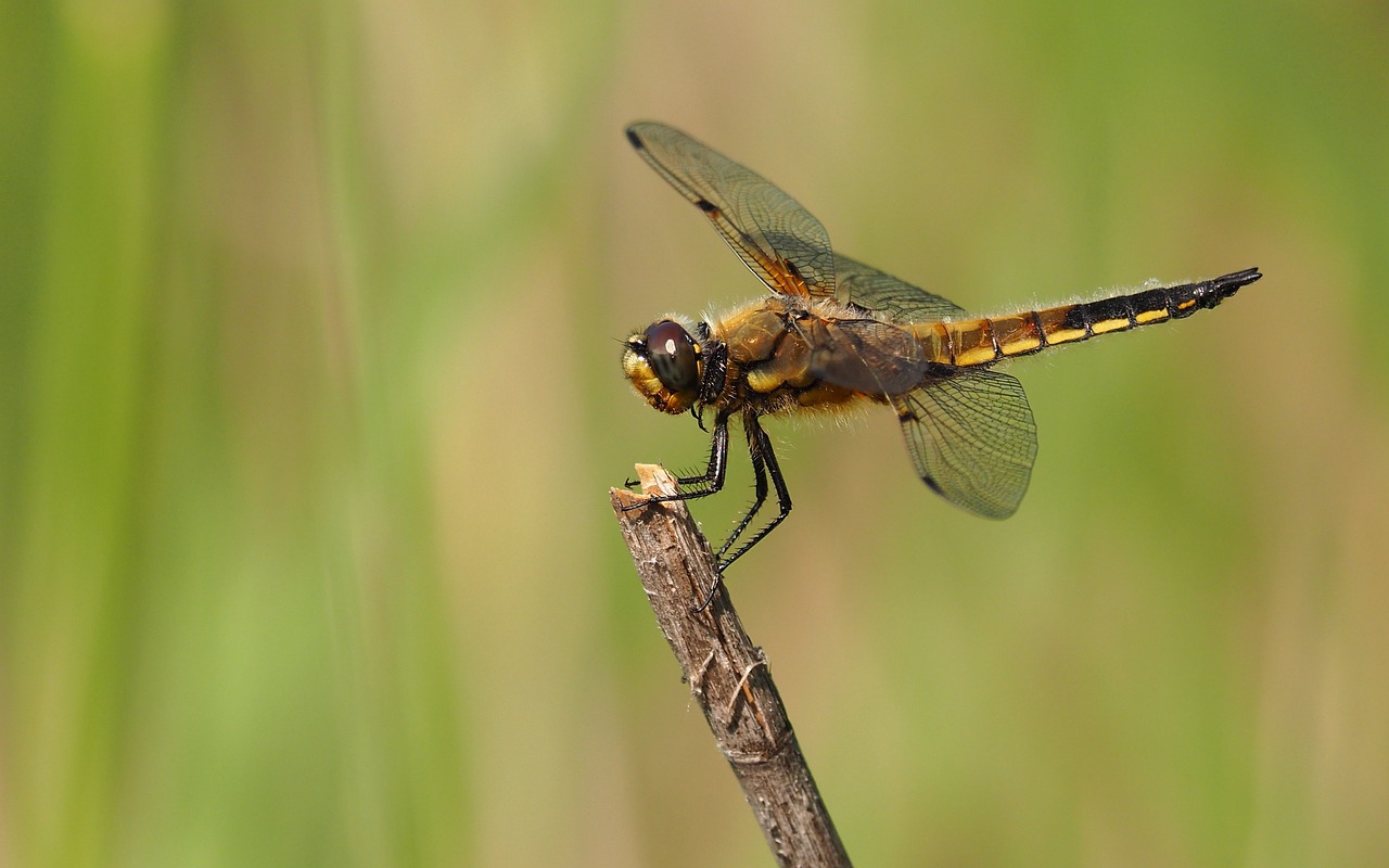 5,000+ Dragonfly Pictures & Images [HD] - Pixabay