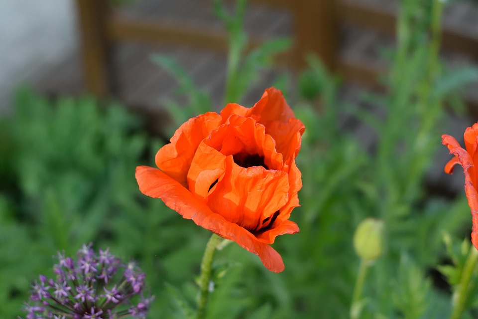 Poppy Blossom Bloom - Free photo on Pixabay - Pixabay