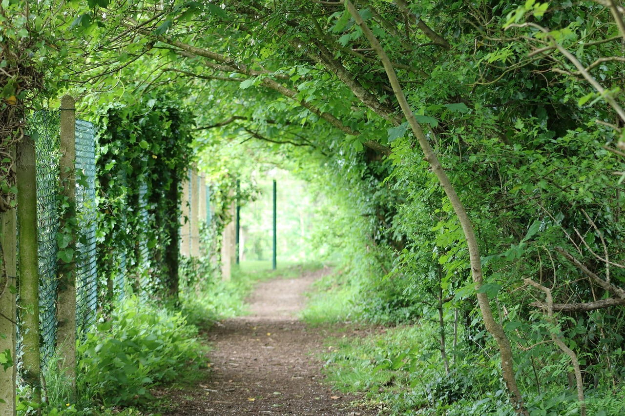 Tunnel Green Foliage - Free photo on Pixabay - Pixabay