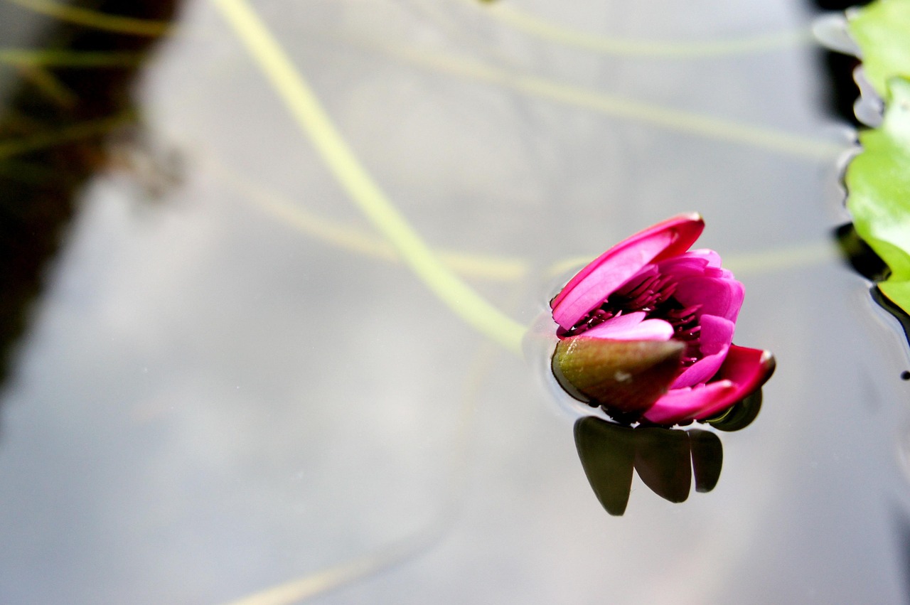 Lotus Su Suda Yaşayan - Pixabay'de ücretsiz fotoğraf - Pixabay