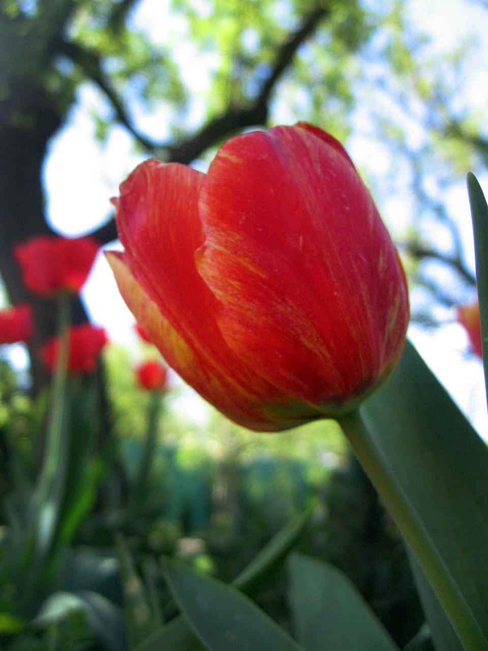 Tulipe Plante Fleur - Photo gratuite sur Pixabay - Pixabay