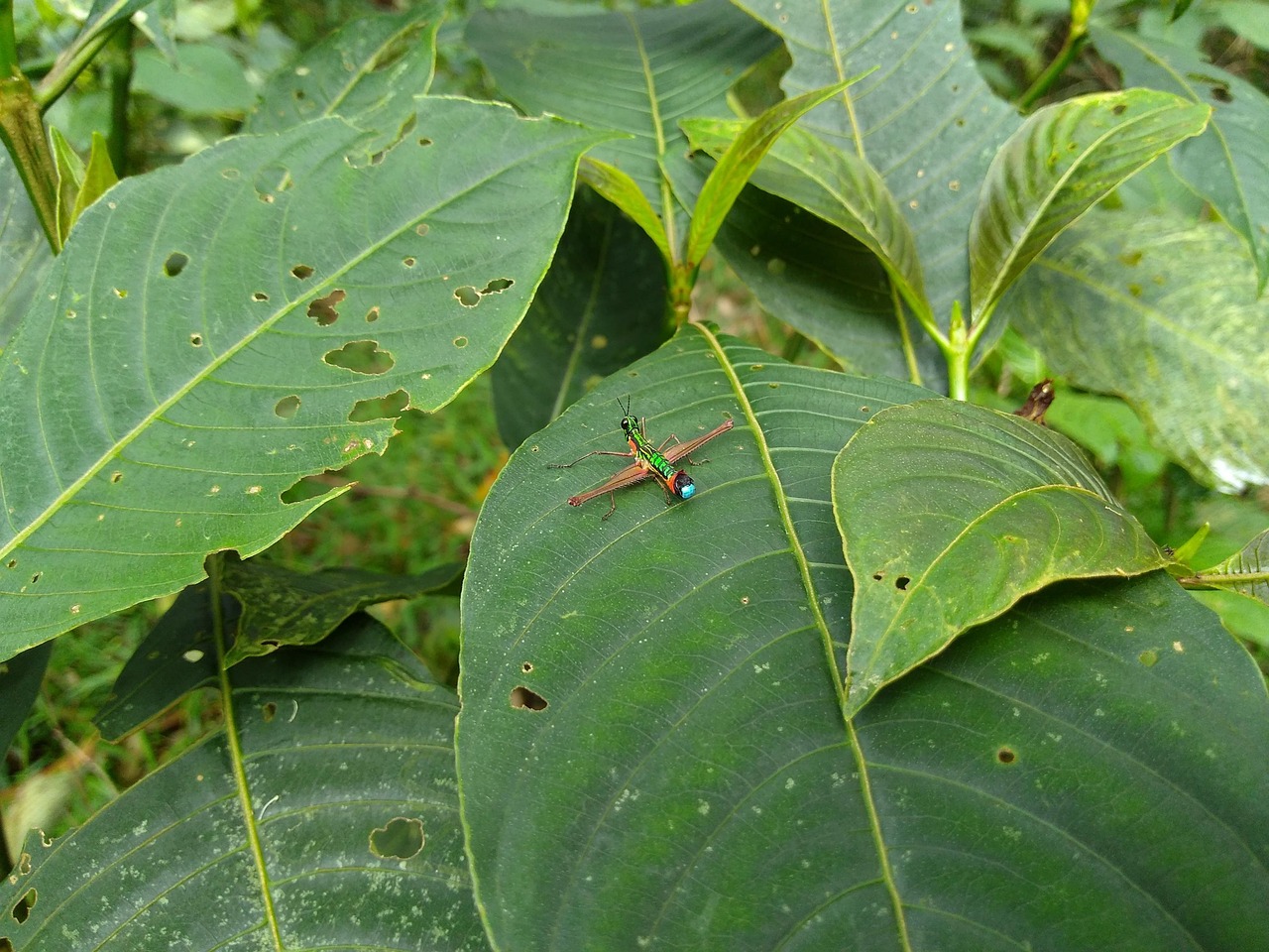 Cricket Insect Sheets - Free photo on Pixabay - Pixabay