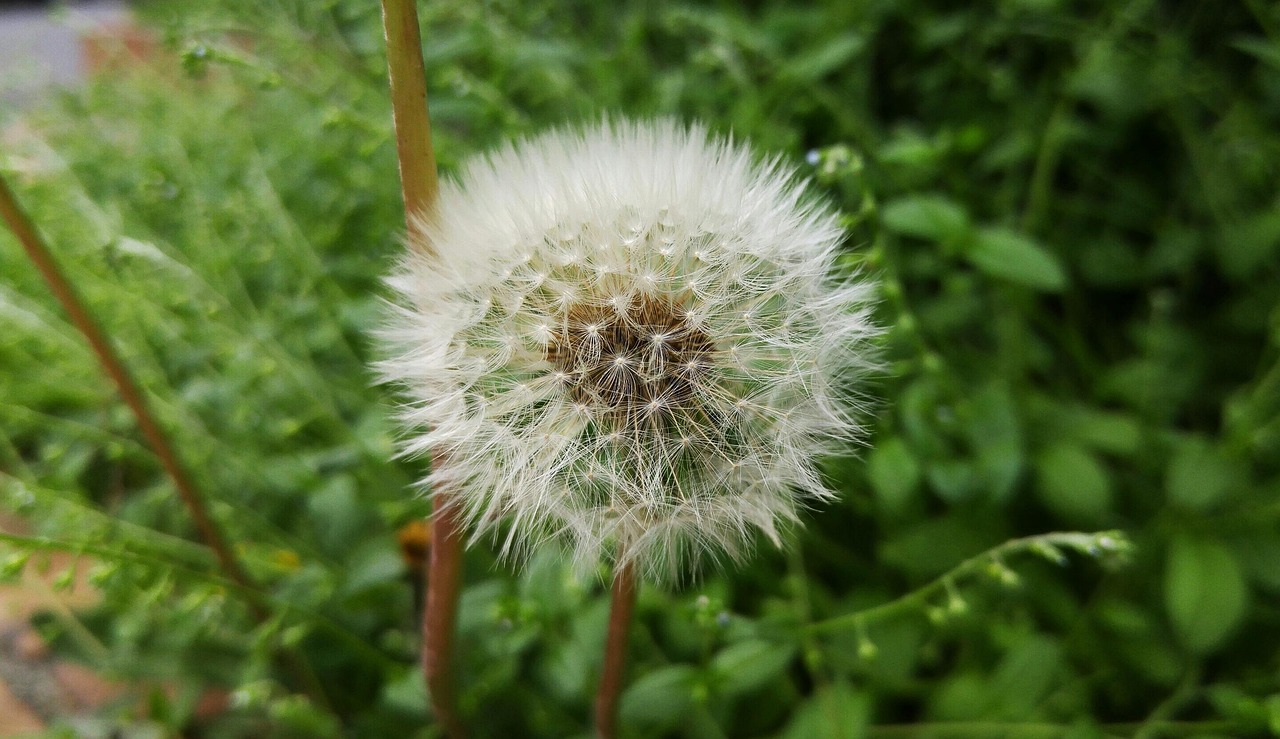 Flor Diente De León Semilla - Foto gratis en Pixabay - Pixabay