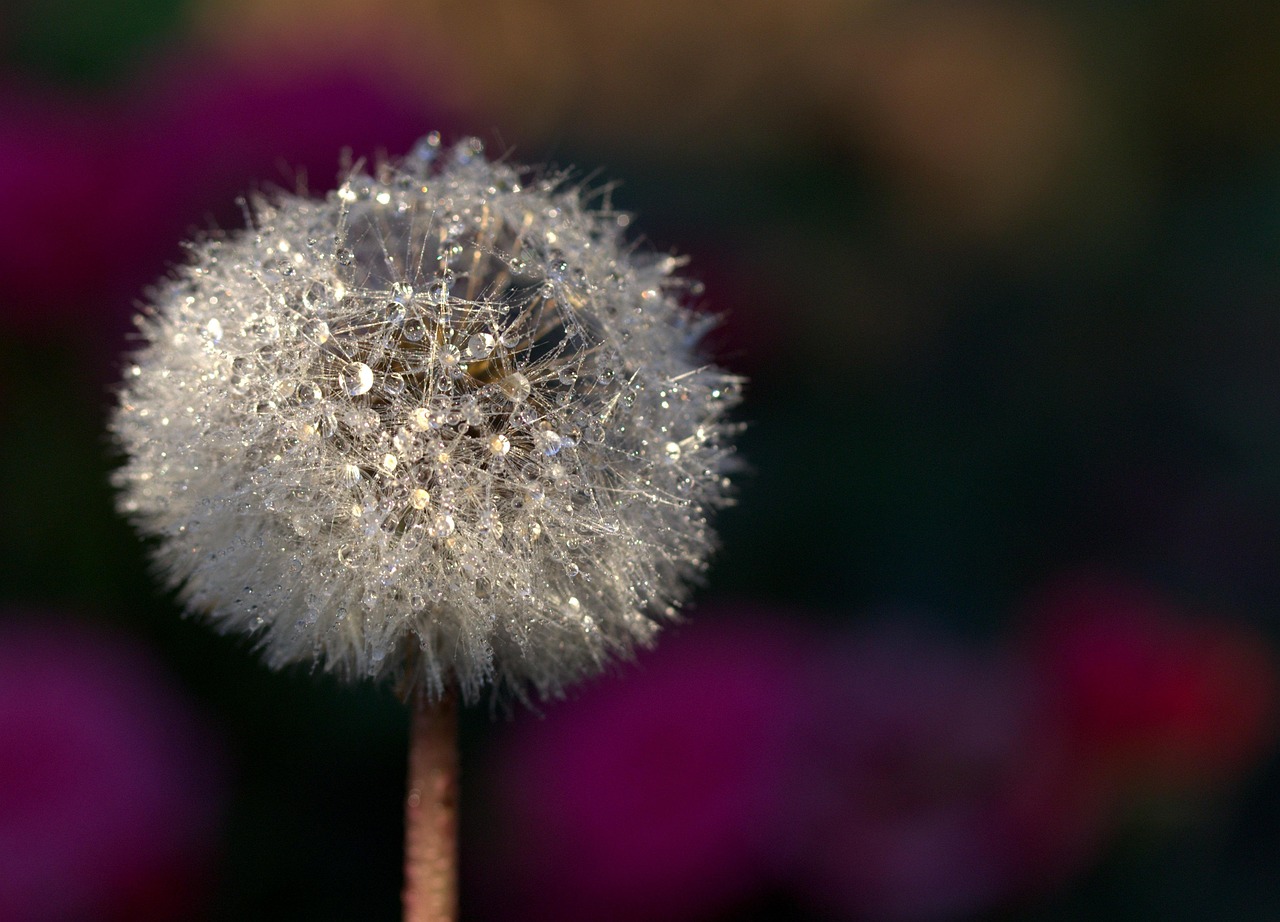 Dandelion Drops The Plant - Free photo on Pixabay - Pixabay