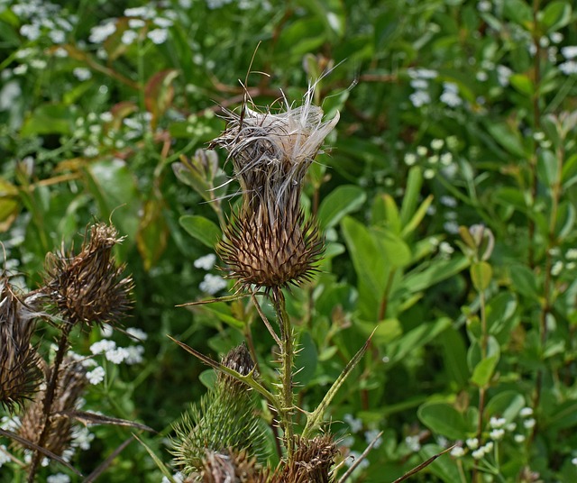 Common Thistle Down Seeds - Free photo on Pixabay - Pixabay