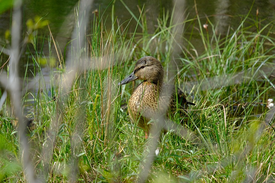 Burung Bebek Alam - Foto gratis di Pixabay - Pixabay