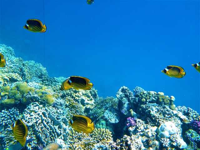 Peixes Marinhos Rochas - Foto gratuita no Pixabay - Pixabay