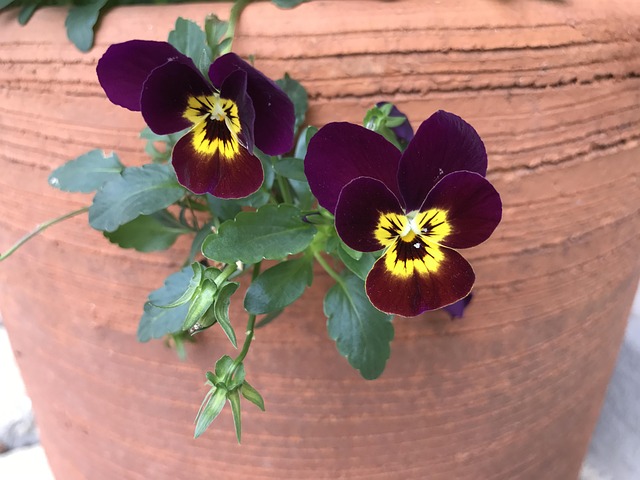 Purple Flowers Deep Contrast - Free photo on Pixabay - Pixabay