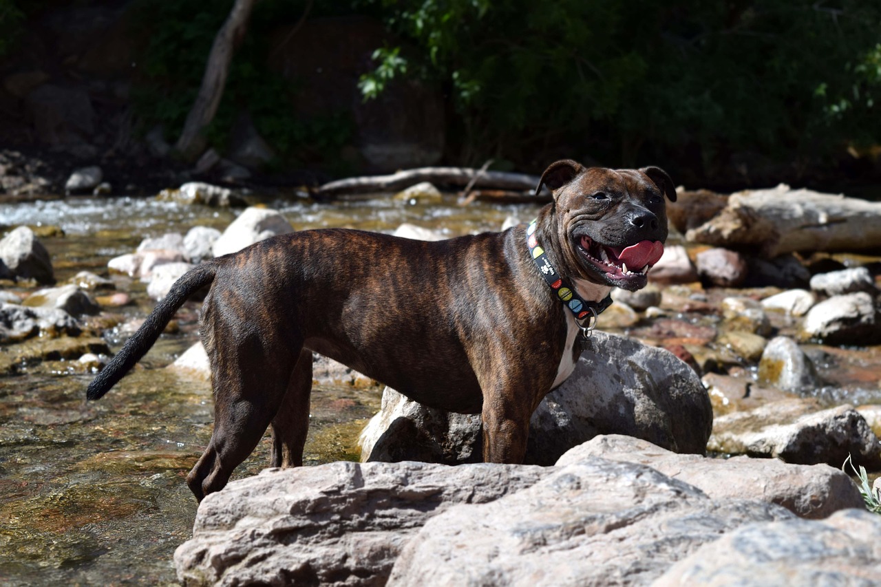 5,000+ Free Bull Terrier & Dog Images - Pixabay