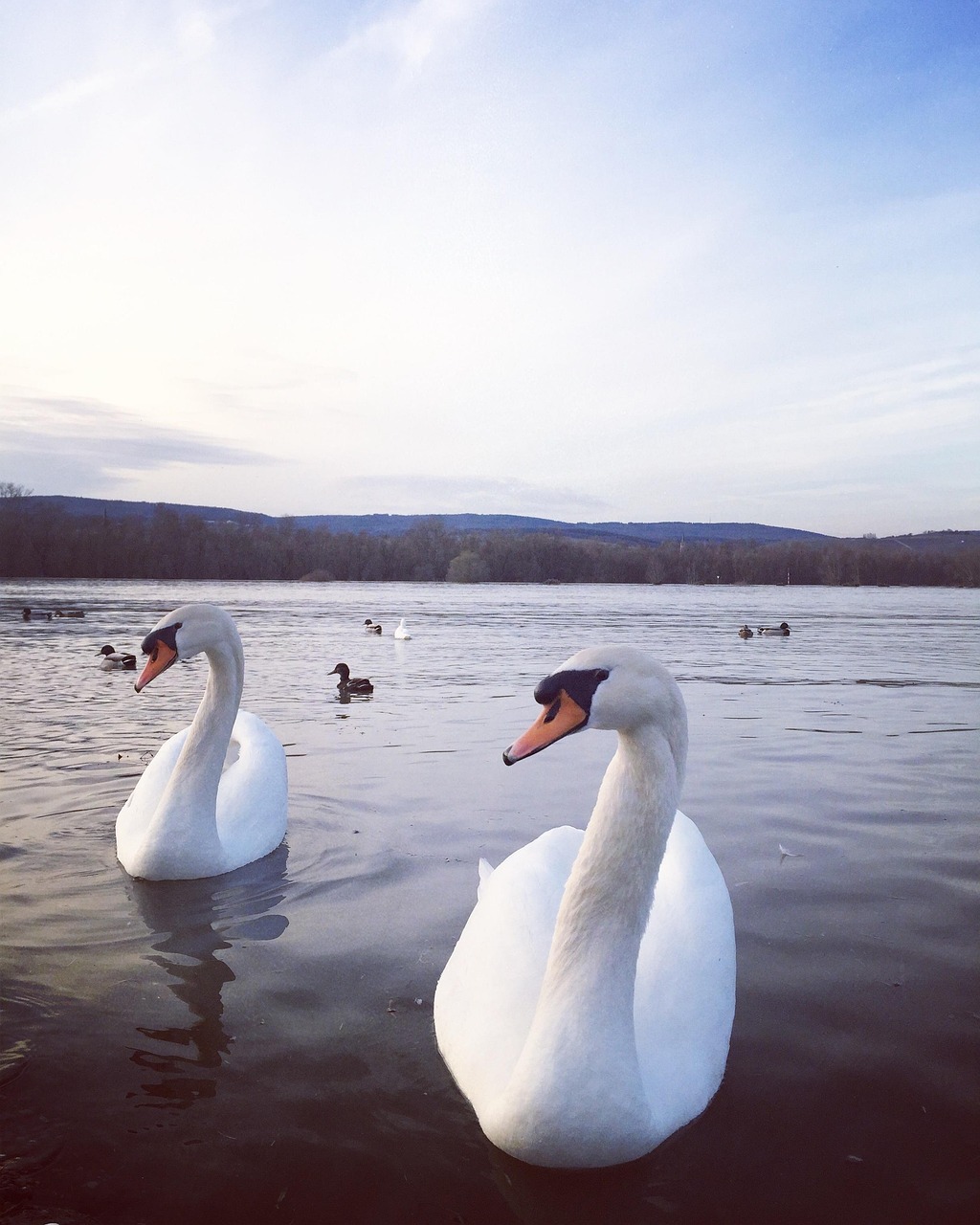 Swan River New - Free photo on Pixabay