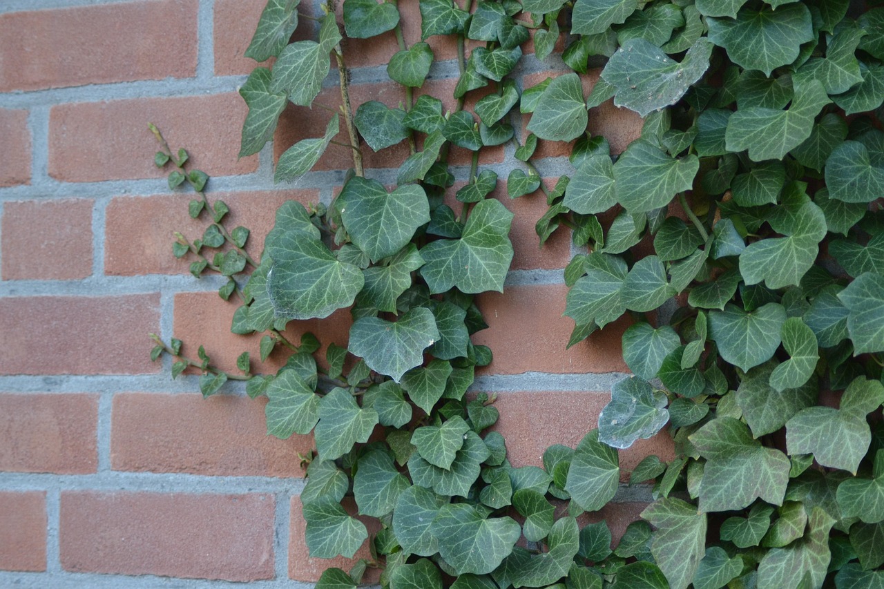 Ivy Wall Climber Plant - Free photo on Pixabay - Pixabay