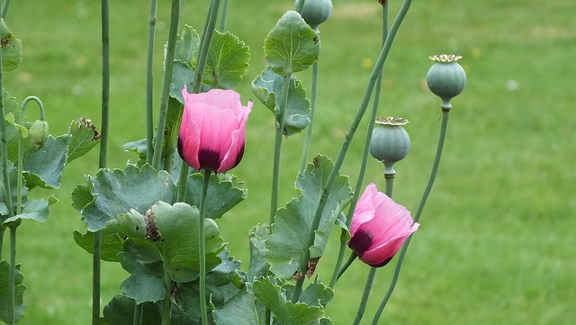 Poppies Flower Garden Poppy - Free photo on Pixabay - Pixabay