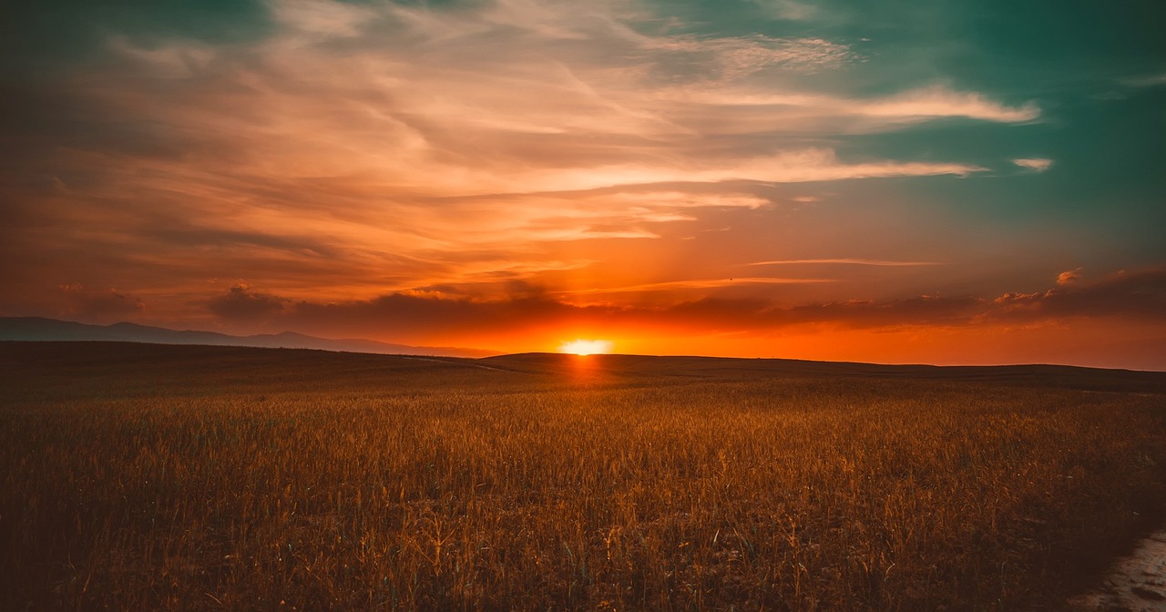 New Zealand Plants Field - Free photo on Pixabay - Pixabay