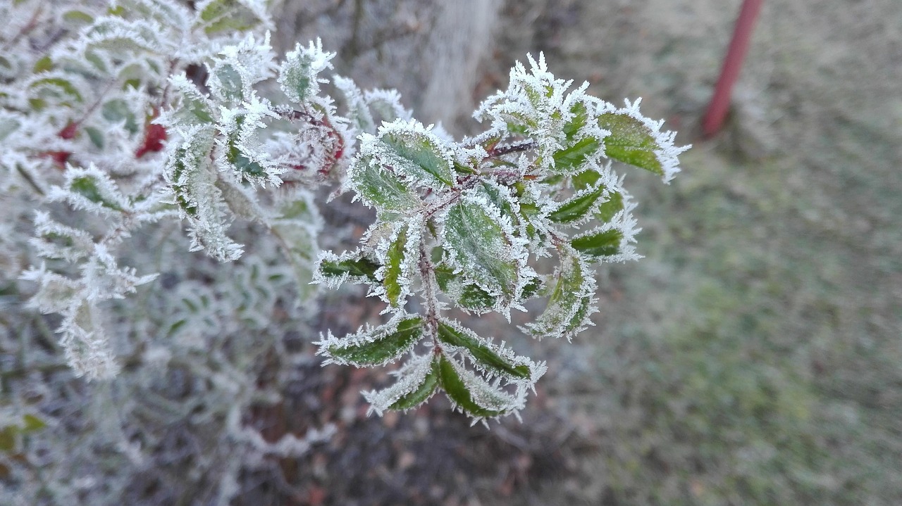 Nature Frost Frozen - Free photo on Pixabay