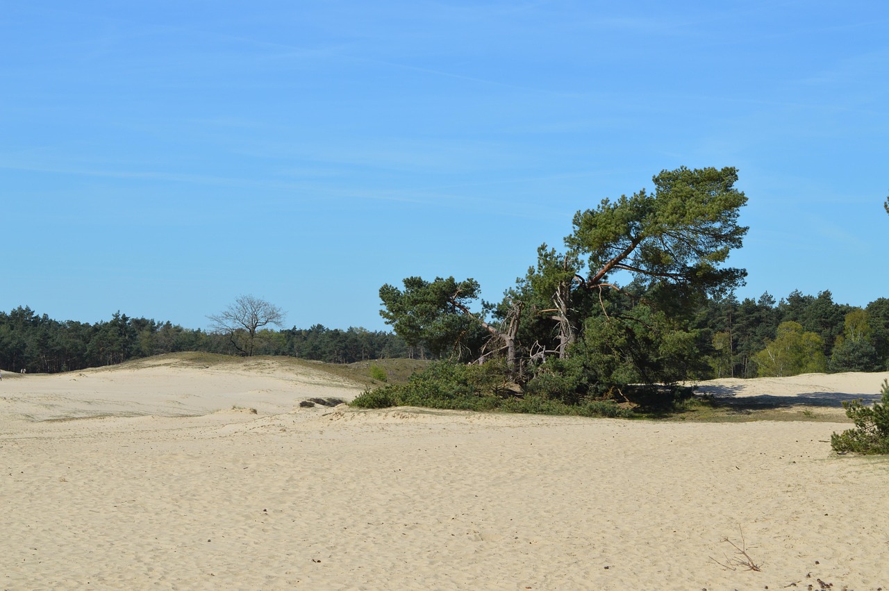 Otterlo Veluwe Pasir - Foto gratis di Pixabay - Pixabay