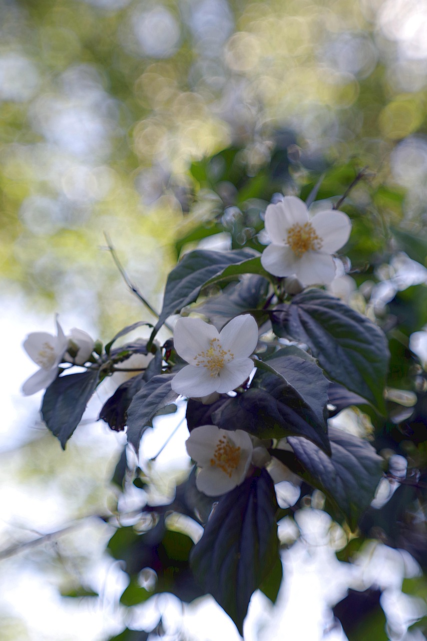 Bloem De Kleuren Vervagen - Gratis foto op Pixabay