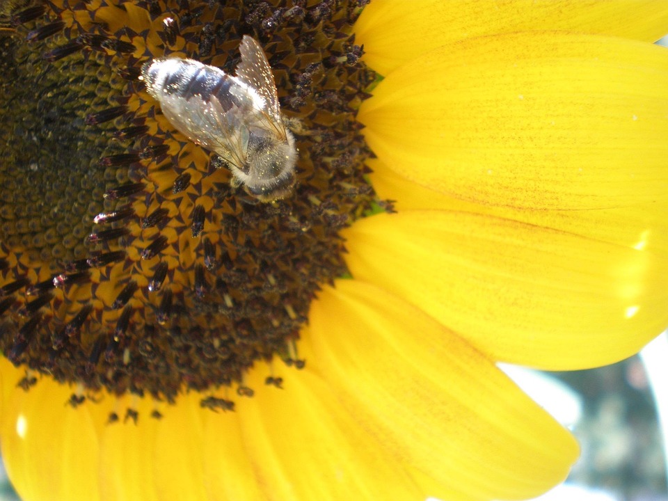 Flower Sunflower Bee - Free photo on Pixabay