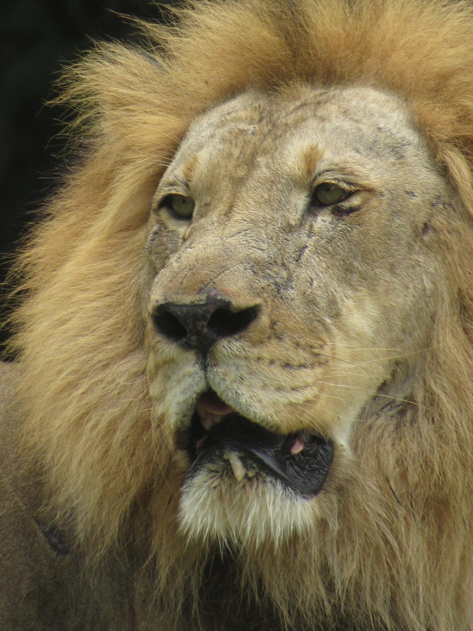 Lion Mammifère Roi - Photo gratuite sur Pixabay - Pixabay