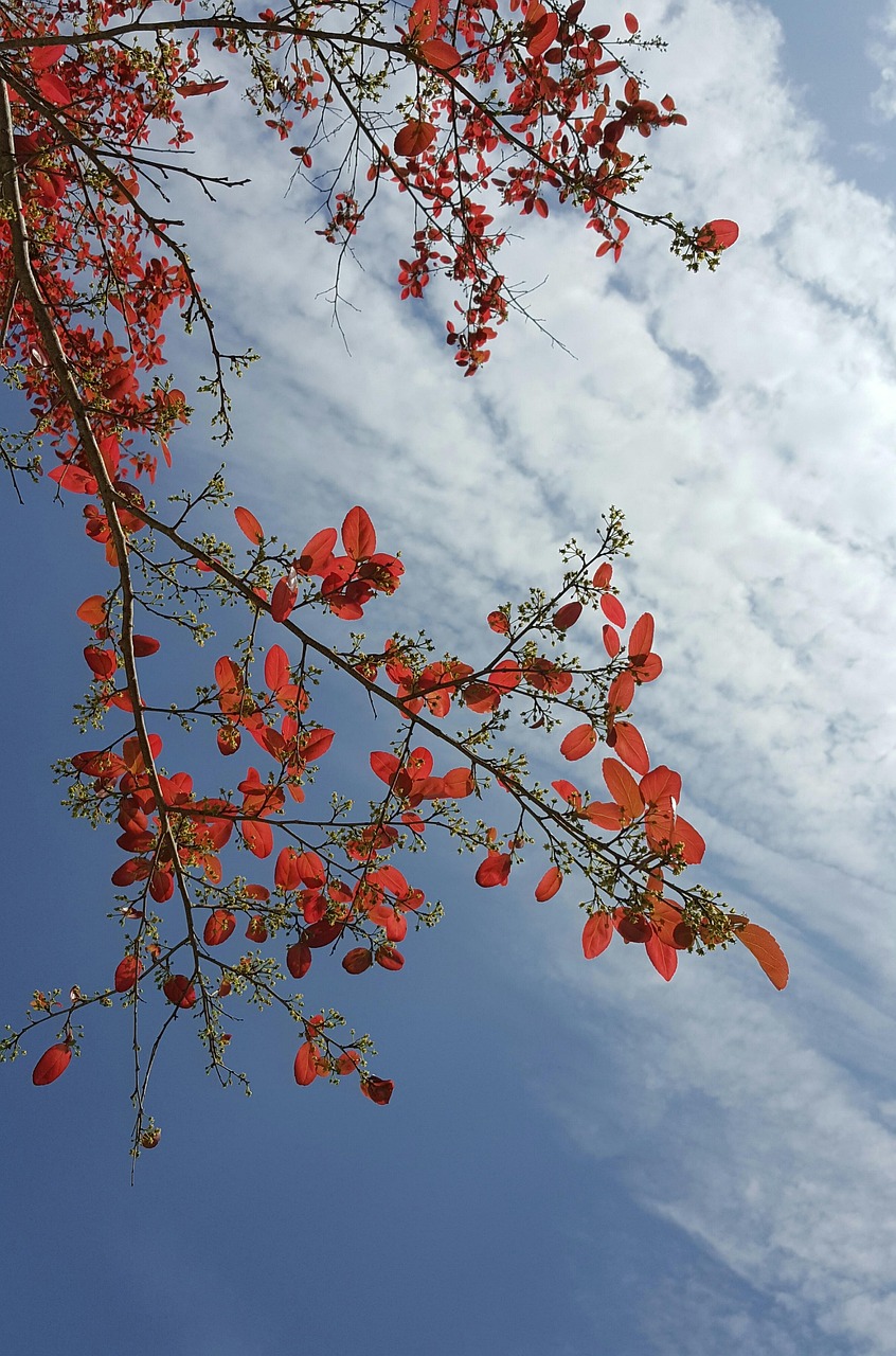 Spring Red Leaves Early Morning - Free photo on Pixabay - Pixabay
