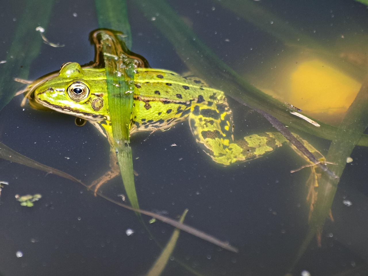 Frog Water Amphibians - Free photo on Pixabay - Pixabay