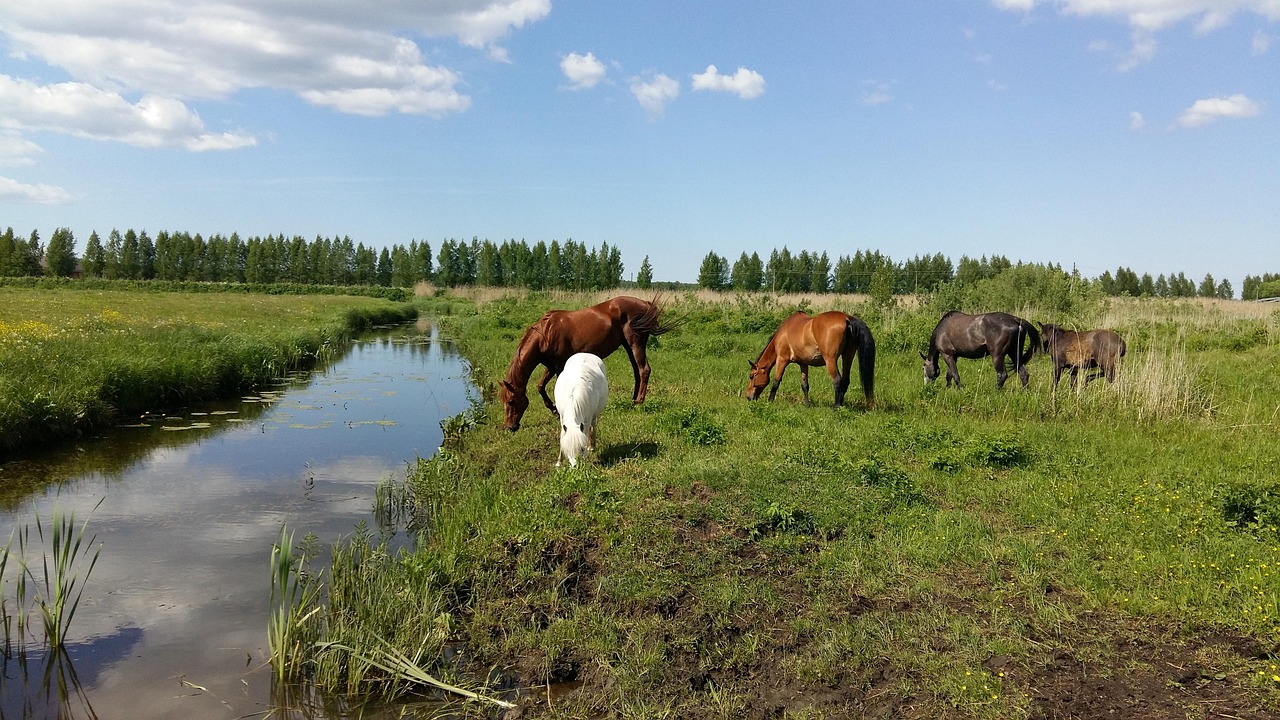 Cavallo Cavalli Equino - Foto gratis su Pixabay - Pixabay
