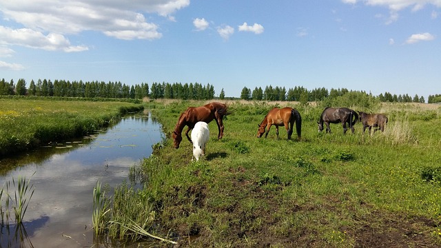 Pferd Pferde Natur - Kostenloses Foto auf Pixabay - Pixabay