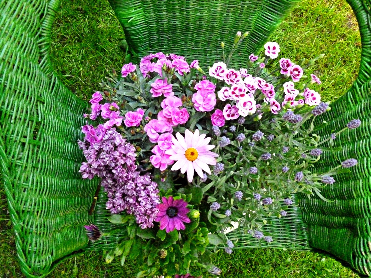 Fleur Clou De Girofle Marguerite - Photo gratuite sur Pixabay - Pixabay