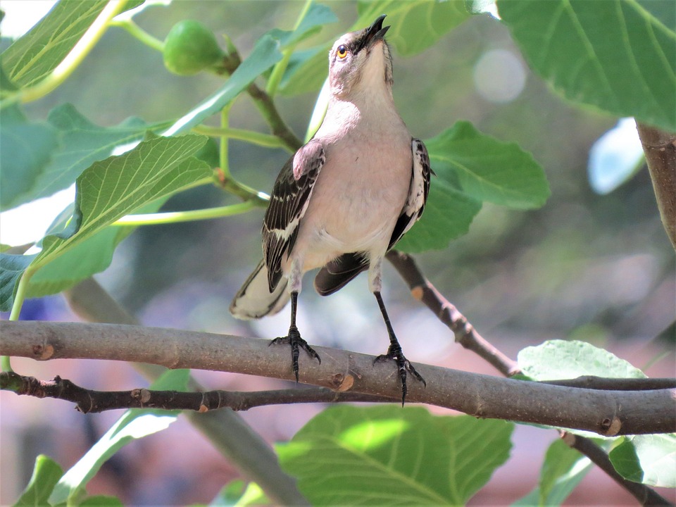 Pájaro Verde Fauna Silvestre - Foto gratis en Pixabay