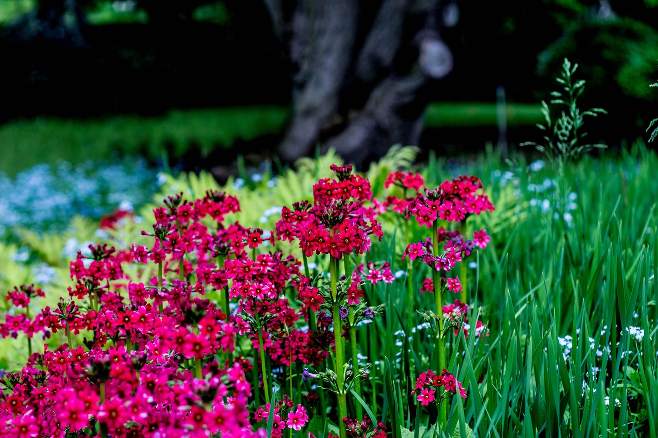 Floral Nature Spring - Free photo on Pixabay