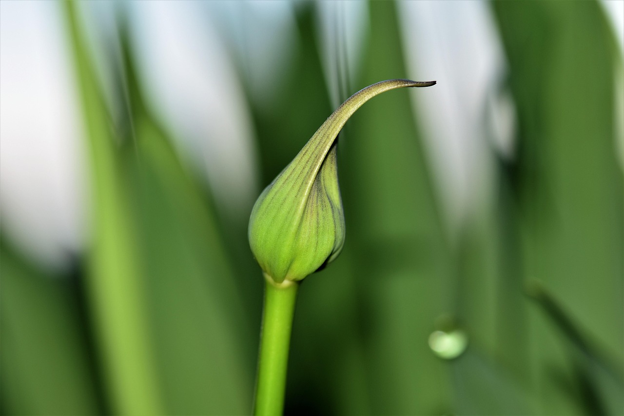 Ornamental Lily Bud Close Up - Free photo on Pixabay - Pixabay